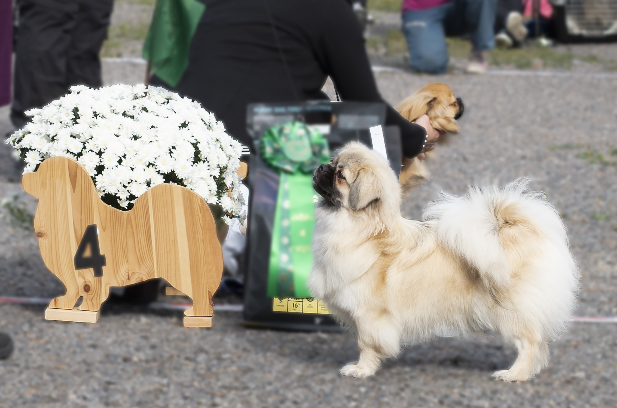 Playpoint & Tashi-Gong – tiibetinspanielit | tibetan spaniels
