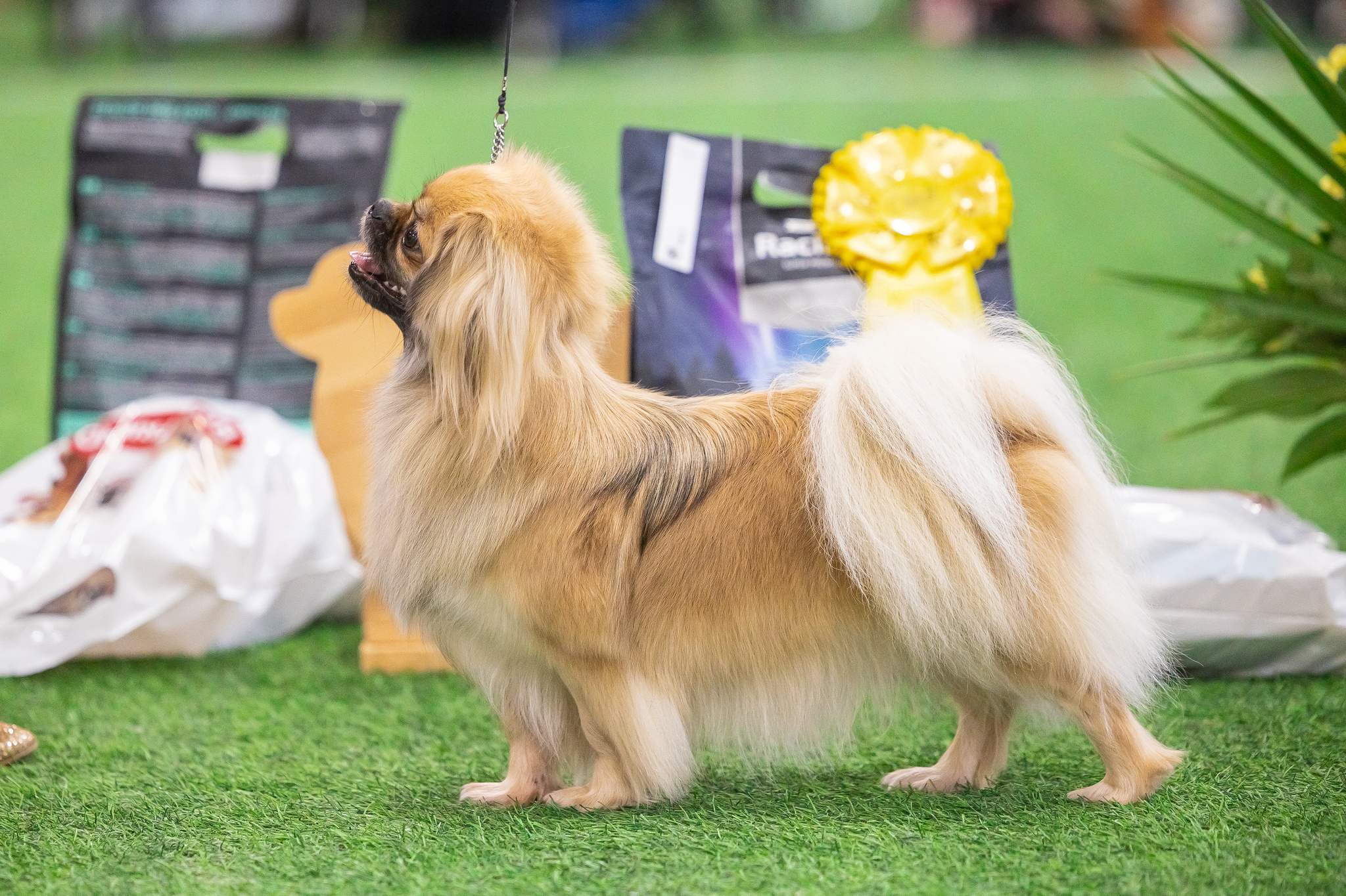 Playpoint & Tashi-Gong – tiibetinspanielit | tibetan spaniels ...