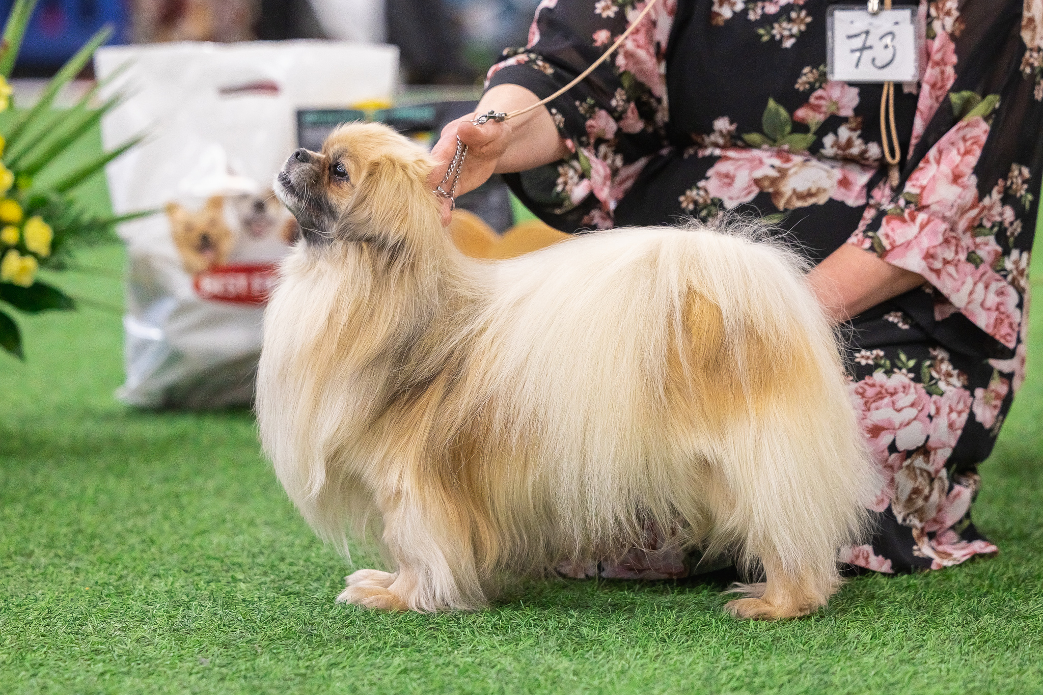 Tiibetinspanieleiden erikoisnäyttely 28.10.23 / Tibetan Spaniel ...